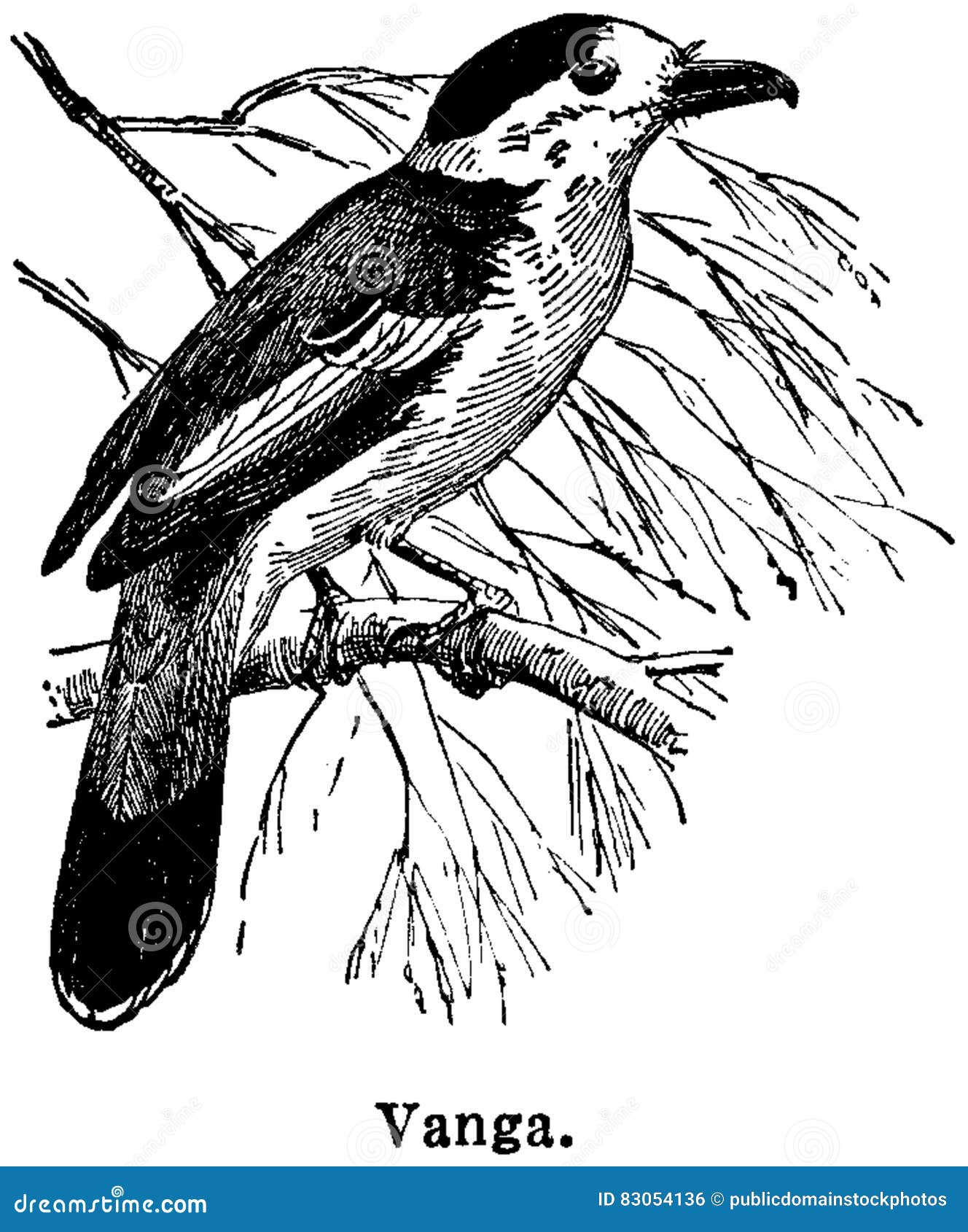 Vanga Picture. Image: 83054136