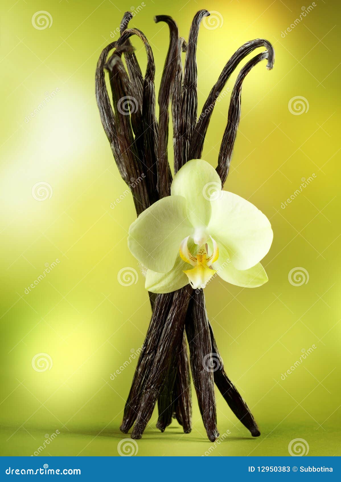 Vanilla stock image. Image of brown, blinking, border - 12950383