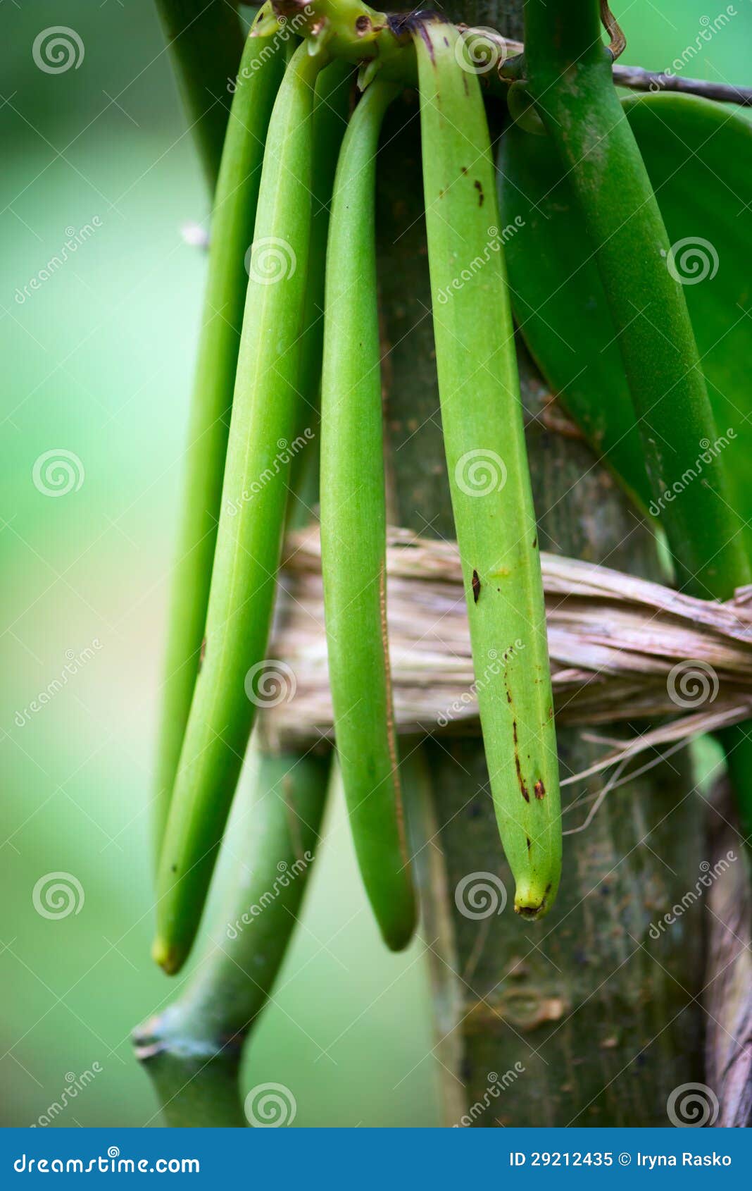 Vanilla stock image. Image of flavour, long, beans, detail - 29212435