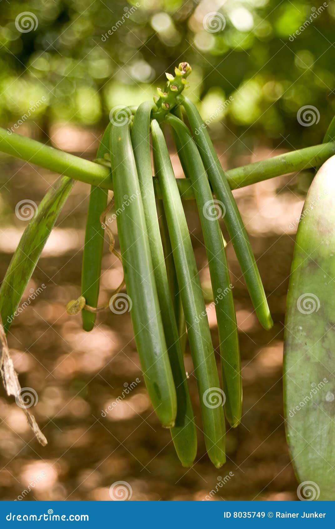 Vanilla stock image. Image of vanilla, growing, plant - 8035749