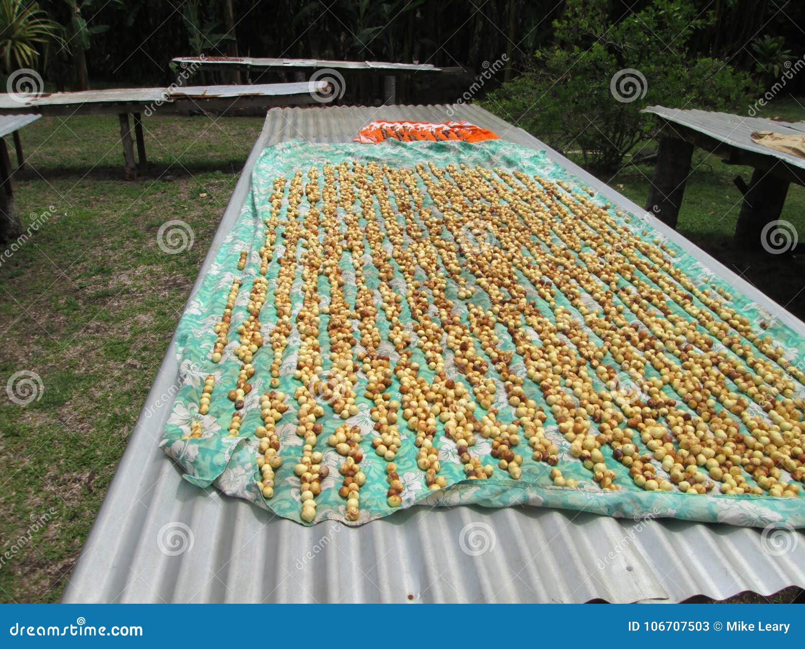 Vanilla Beans Drying in the Sun Stock Image - Image of cultivation ...