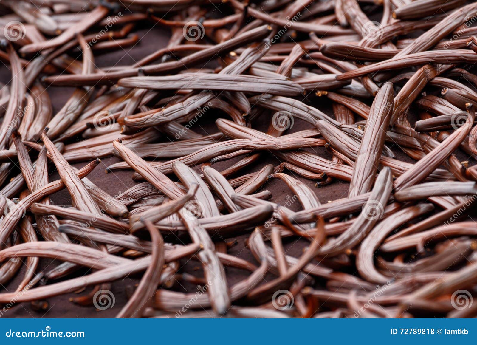 Vanilla Pod Curing Process In The Farm Royalty-Free Stock Image ...