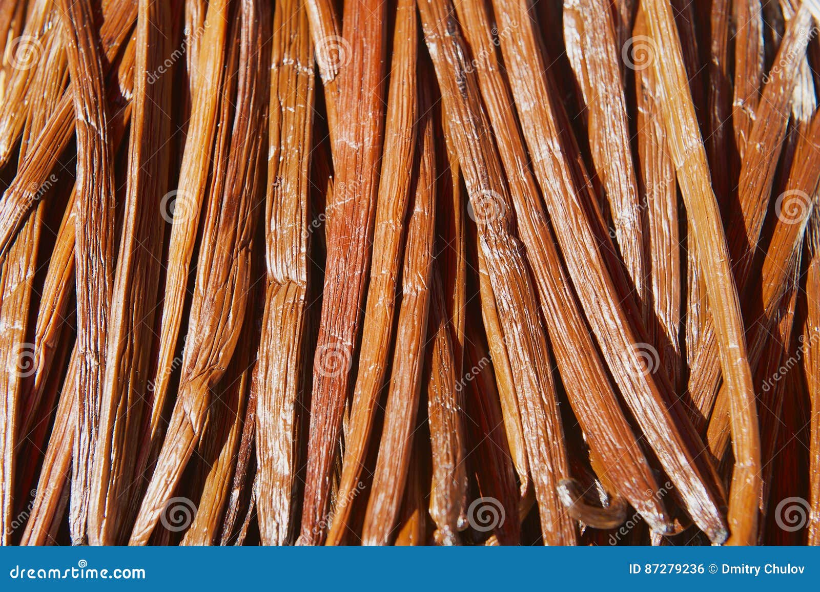 Vanilla Dry Fruit in the Fermentation Process for Grading Vanilla ...