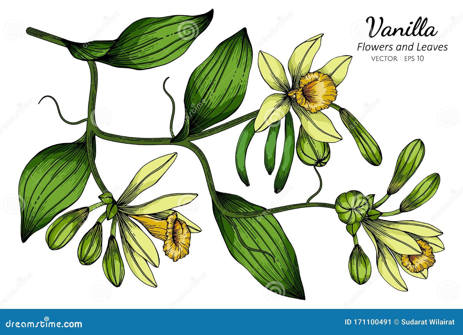 Vanilla Flower and Leaf Drawing Illustration with Line Art on White ...
