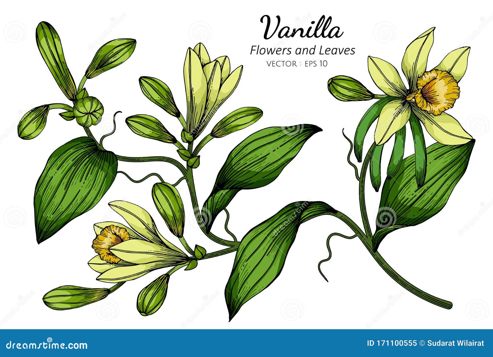 Vanilla Flower and Leaf Drawing Illustration with Line Art on White ...
