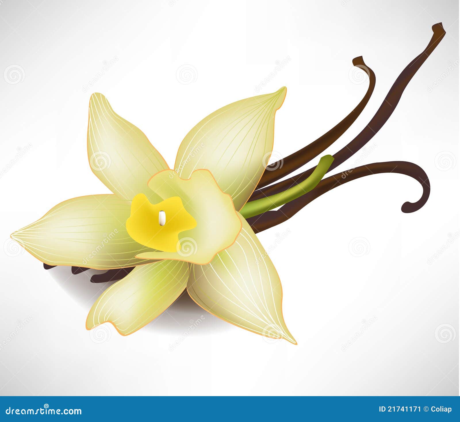 Vanilla Flower On A White Background. Realistic Vector Illustration ...