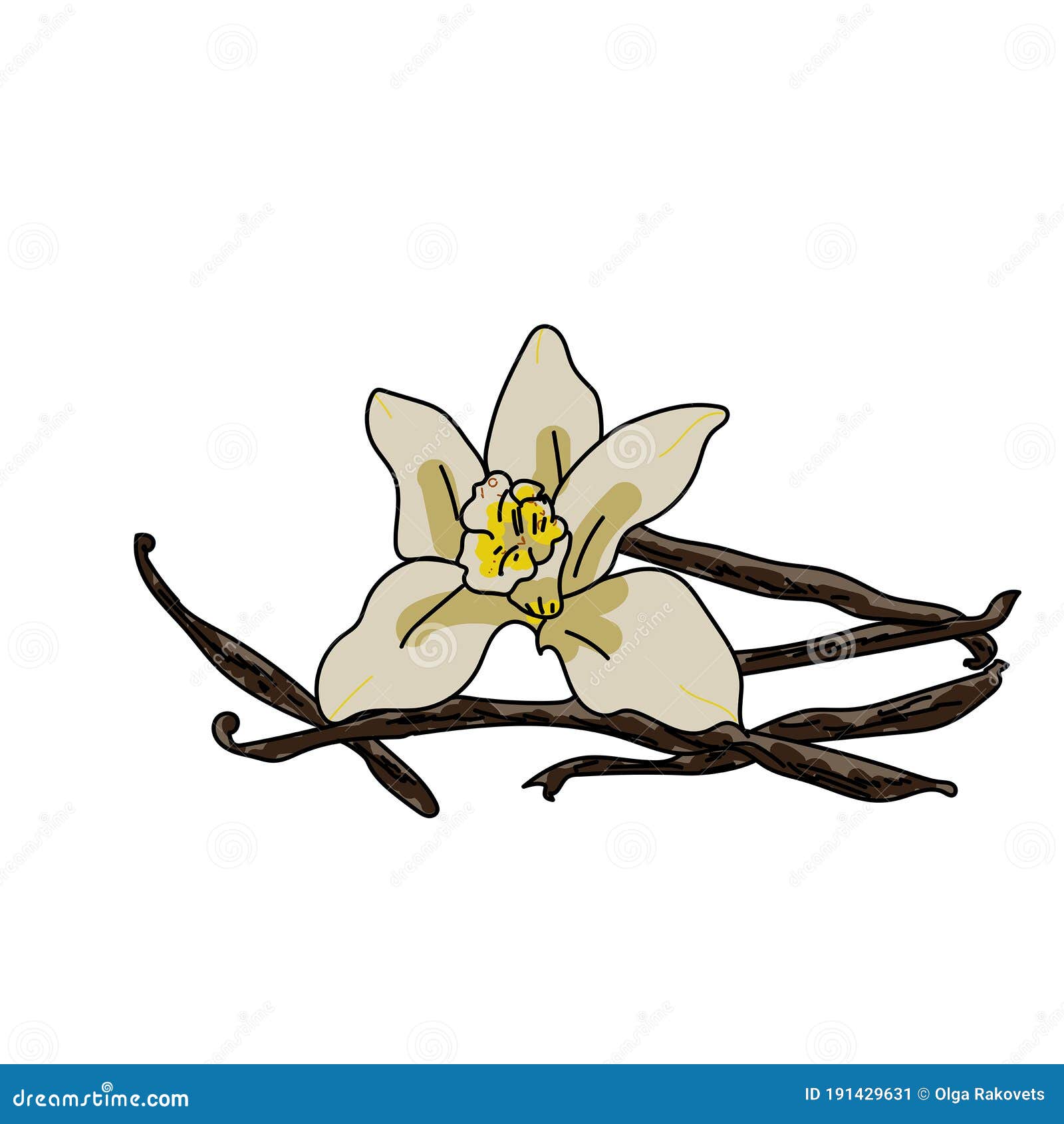 Vanilla Flower Vector Hand Draw Illustration Stock Vector ...