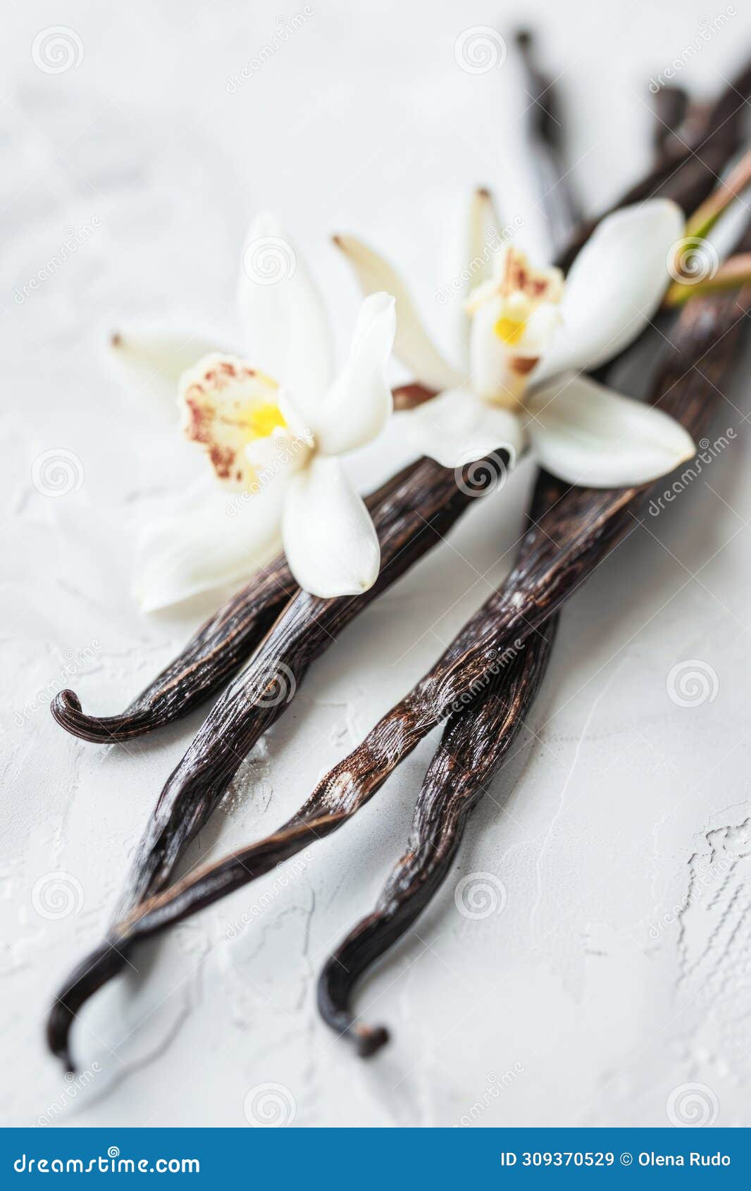 Vanilla Flowers Cartoon Vector | CartoonDealer.com #28463551