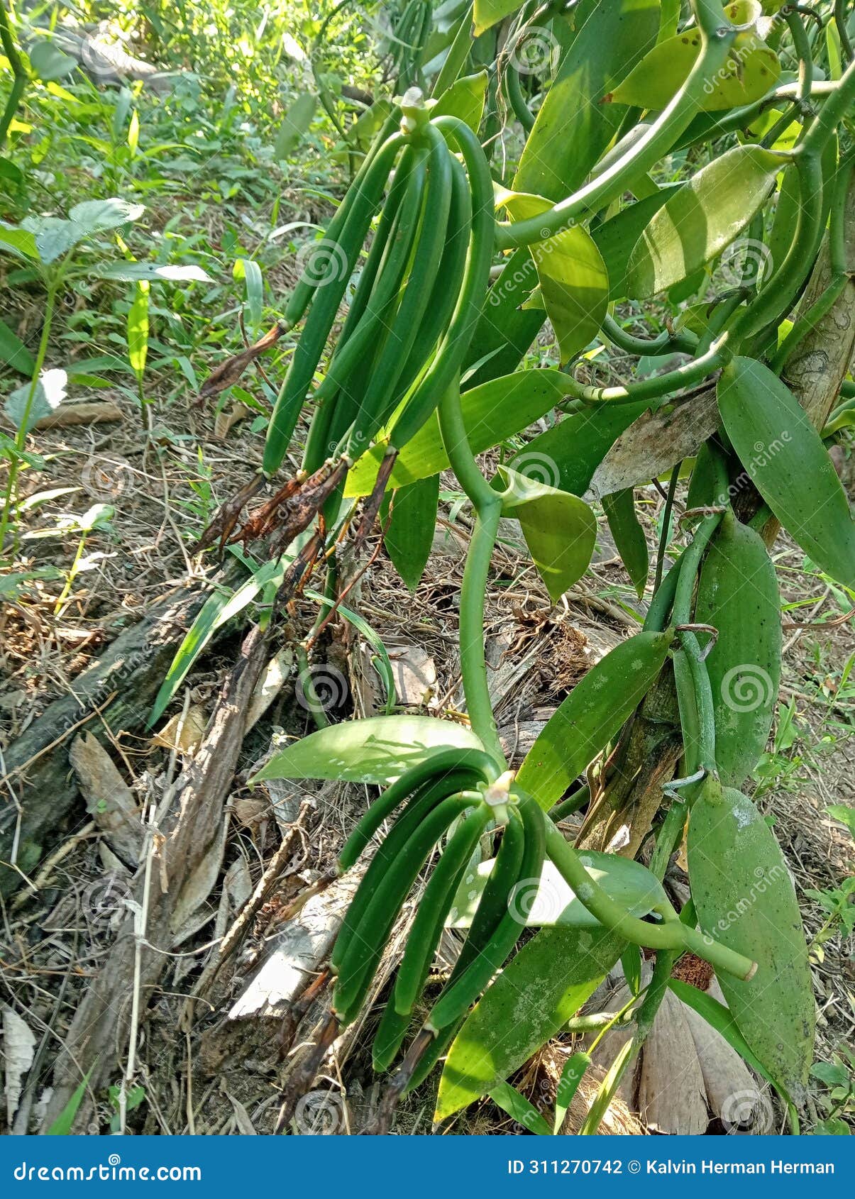 Vanilla Fruit stock photo. Image of harvest, ready, vanilla - 311270742