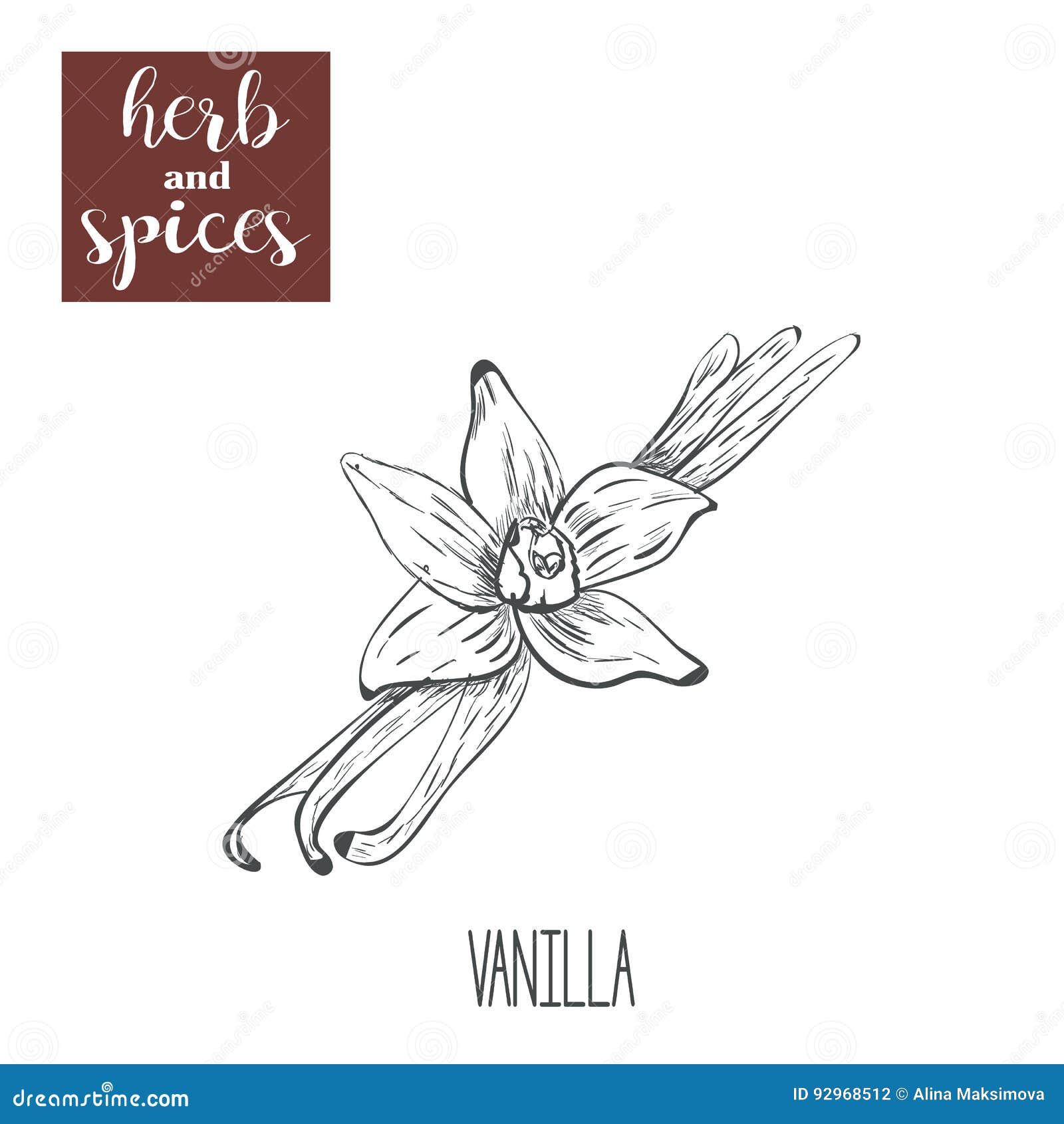 Vanilla Hand Draw Vintage Clip Art Isolated On White Background Cartoon ...