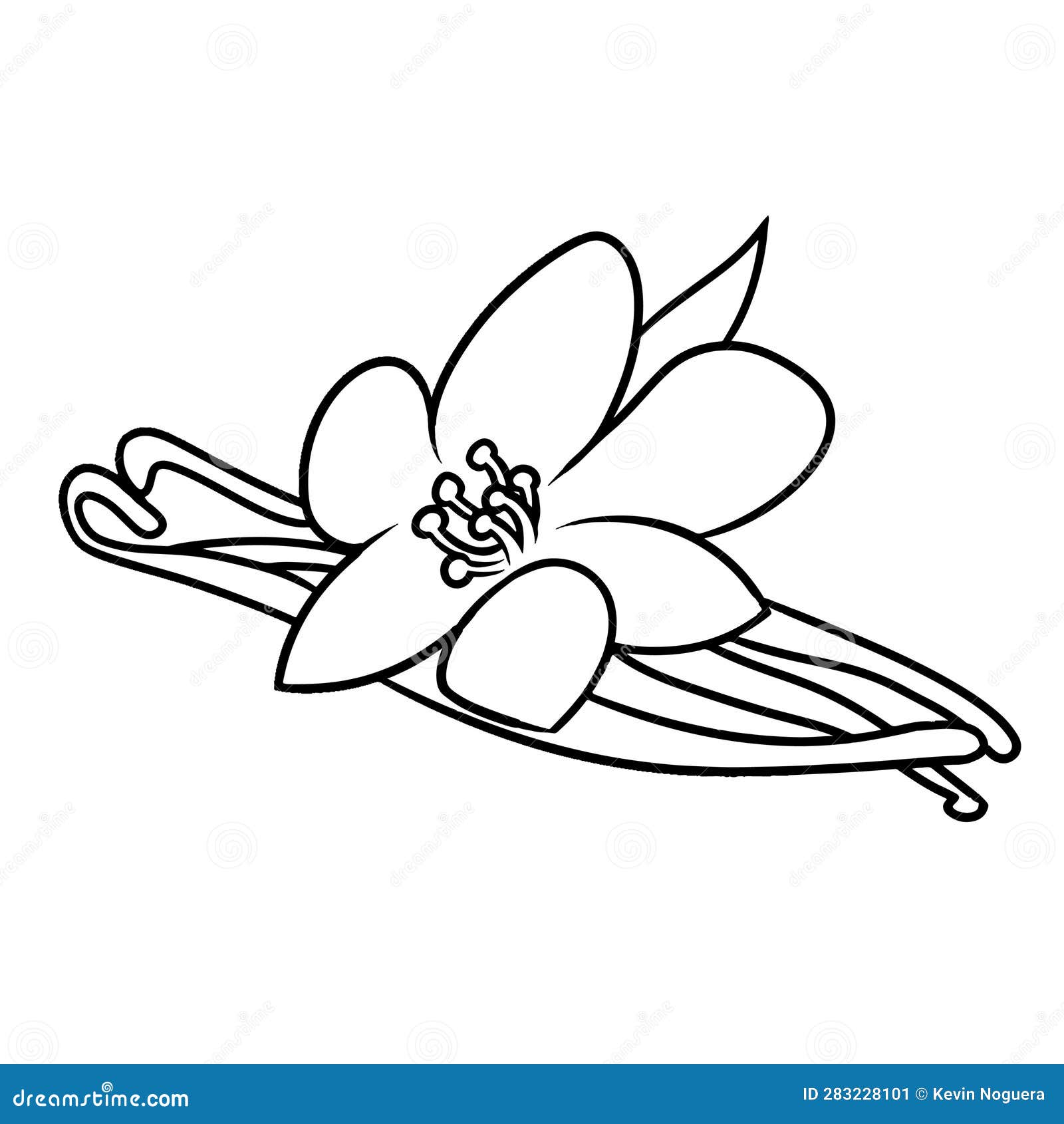 Vanilla Hand Drawn Coloring Book Illustration Stock Vector ...