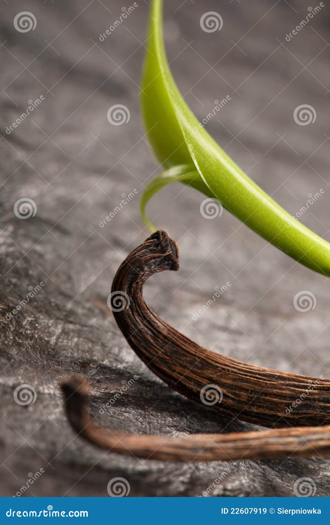 Vanilla Planifolia and Dried Vanilla Pods Stock Image - Image of orchid ...