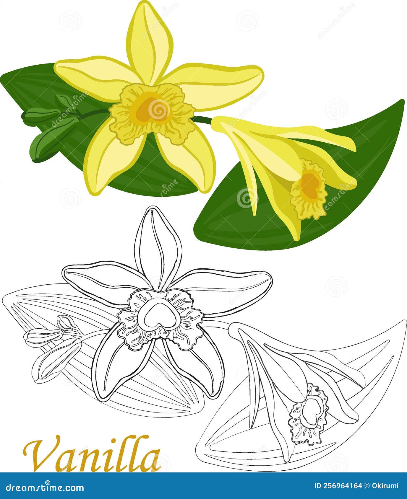 Vanilla Planifolia Flower And Vanilla Pods Or Beans Outline Border. Ice ...