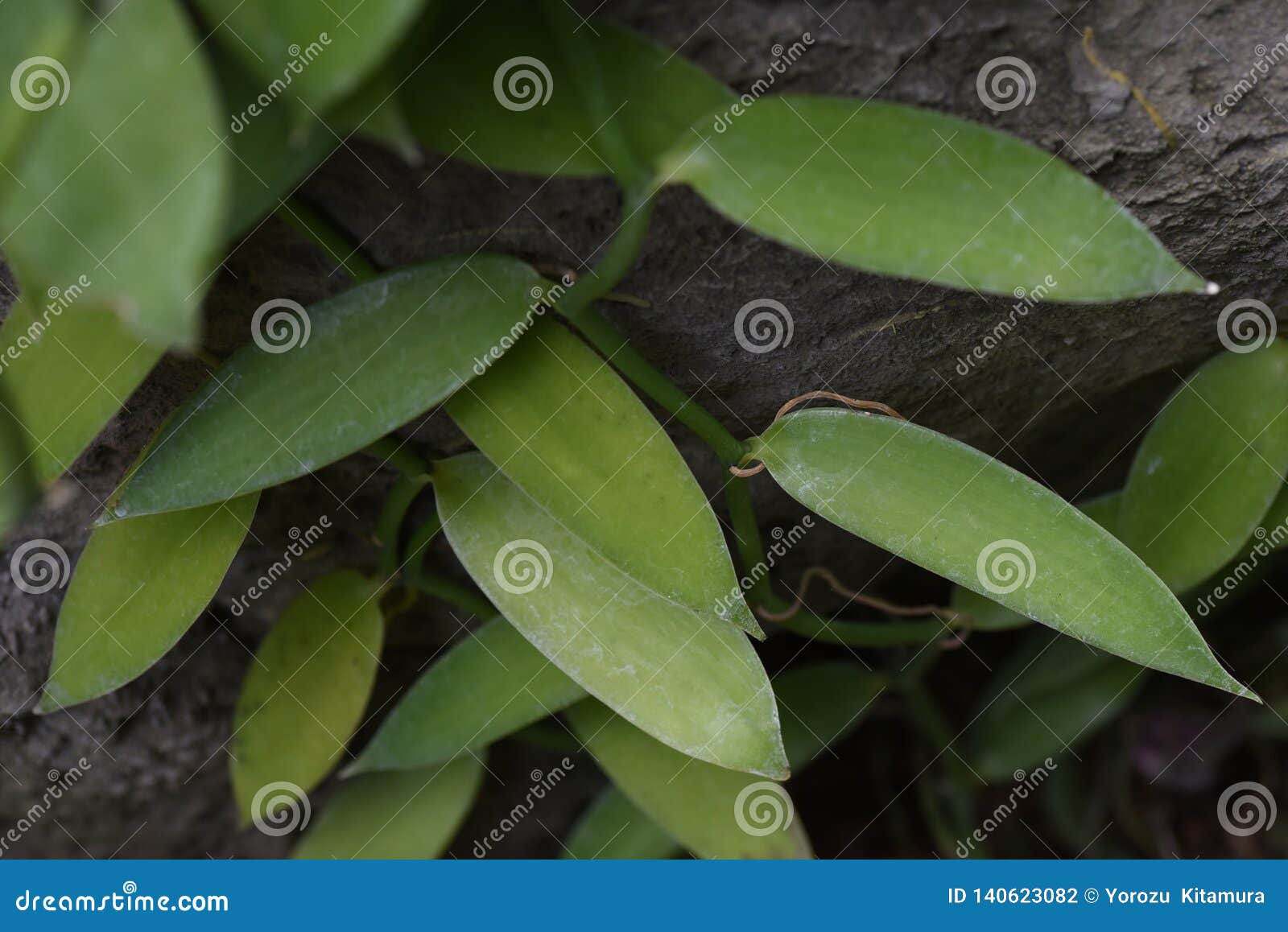 Vanilla planifolia stock photo. Image of growing, herb - 140623082
