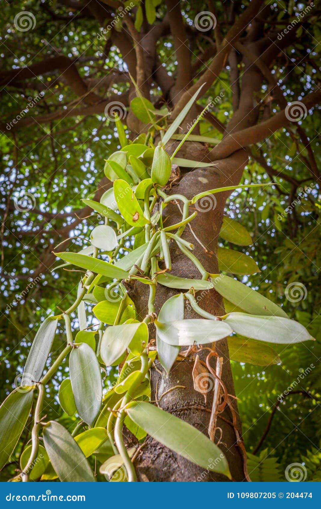 Vanilla Plant and Green Pod in the Forest Tree Stock Image - Image of ...