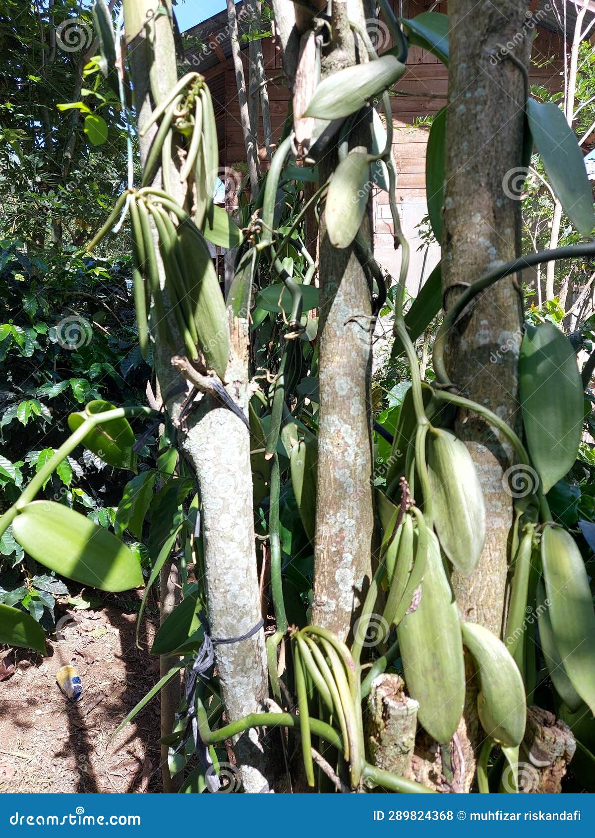 Vanilla Plants that Grow Abundantly in Indonesia Stock Photo - Image of ...