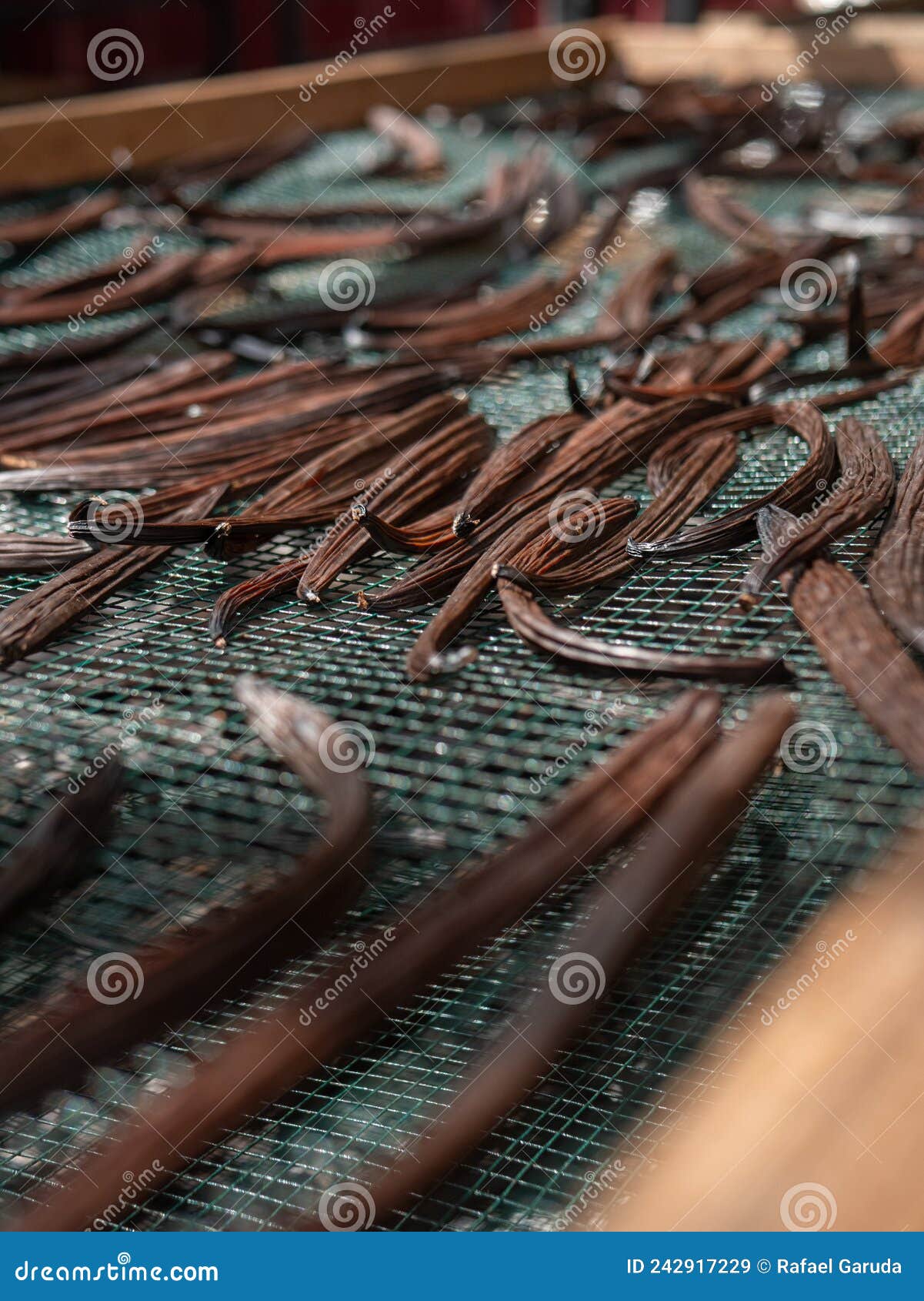Vanilla Pod Curing Process in the Farm Stock Image - Image of wood ...