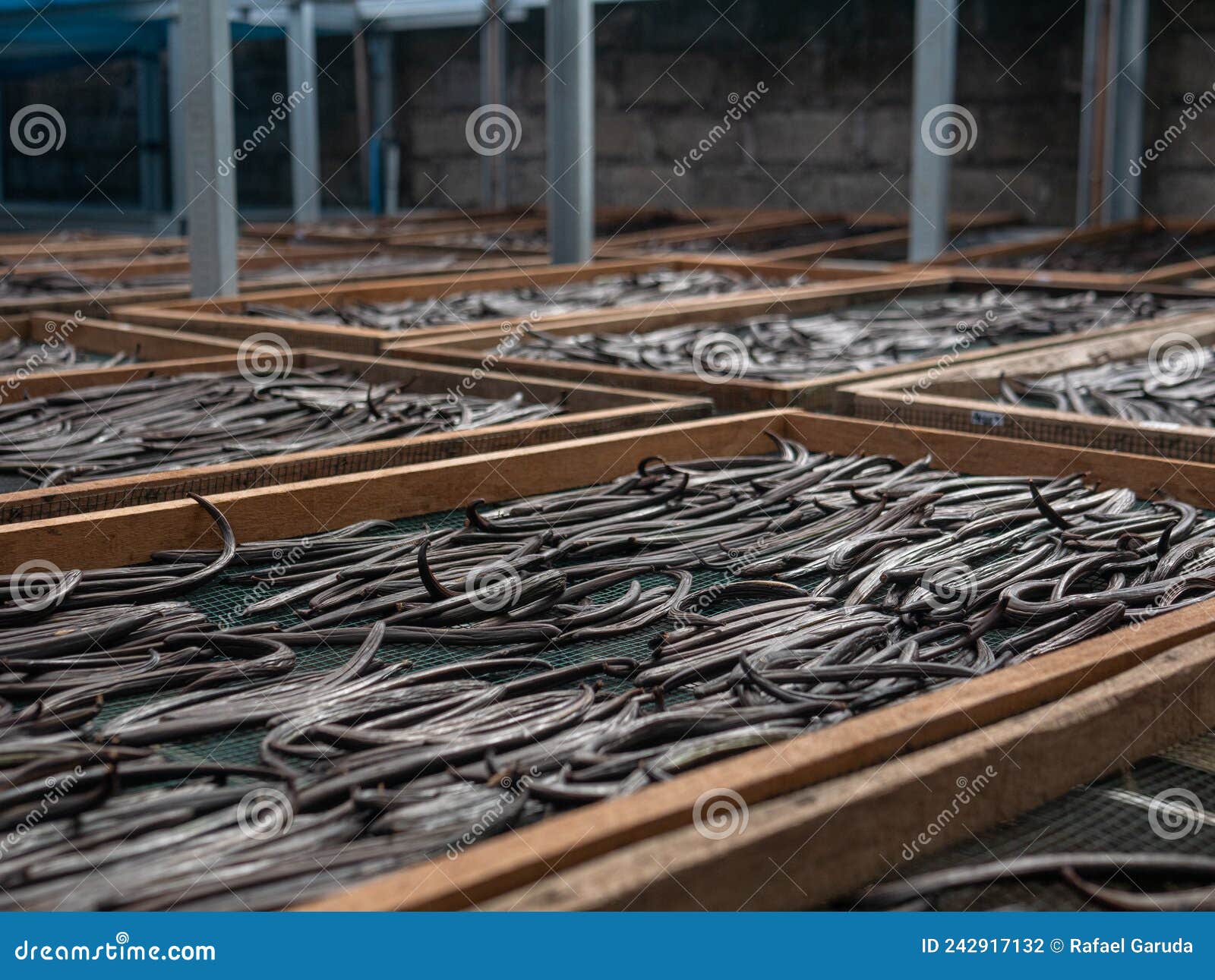 Vanilla Pod Curing Process in the Farm Stock Photo - Image of symmetry ...