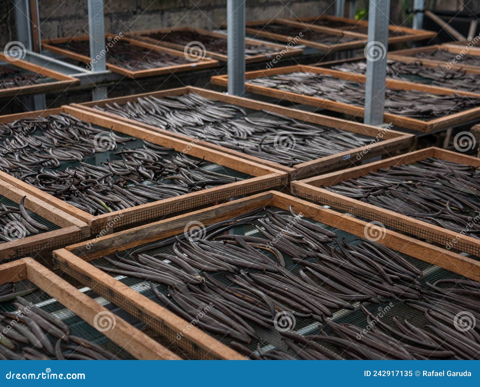 Vanilla Pod Curing Process in the Farm Stock Image - Image of track ...
