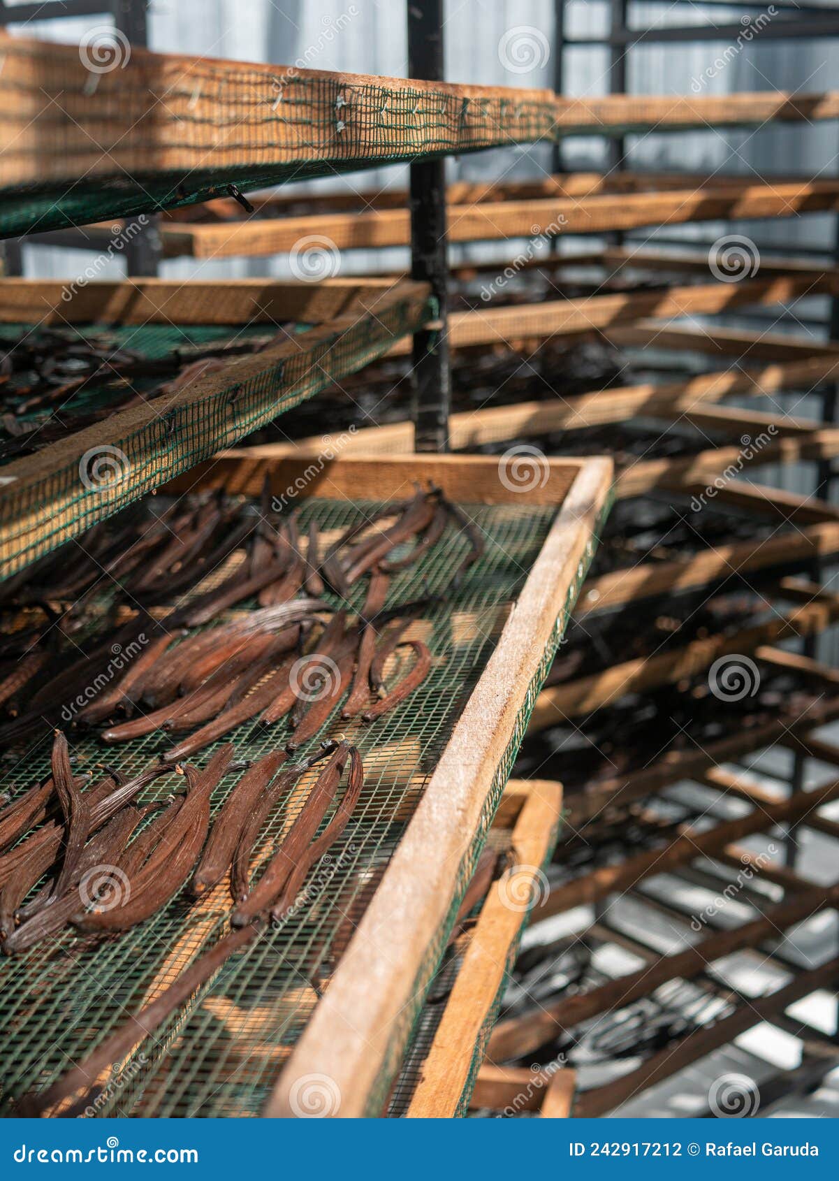 Vanilla Pod Curing Process in the Farm Stock Photo - Image of track ...