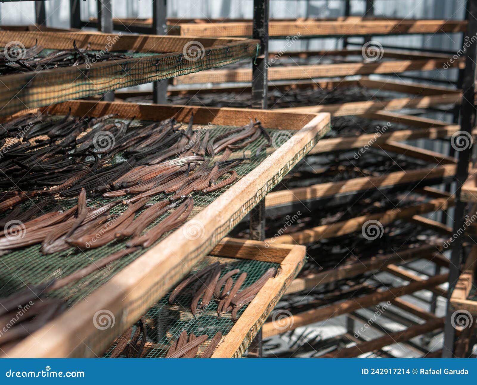 Vanilla Pod Curing Process in the Farm Stock Photo - Image of green ...