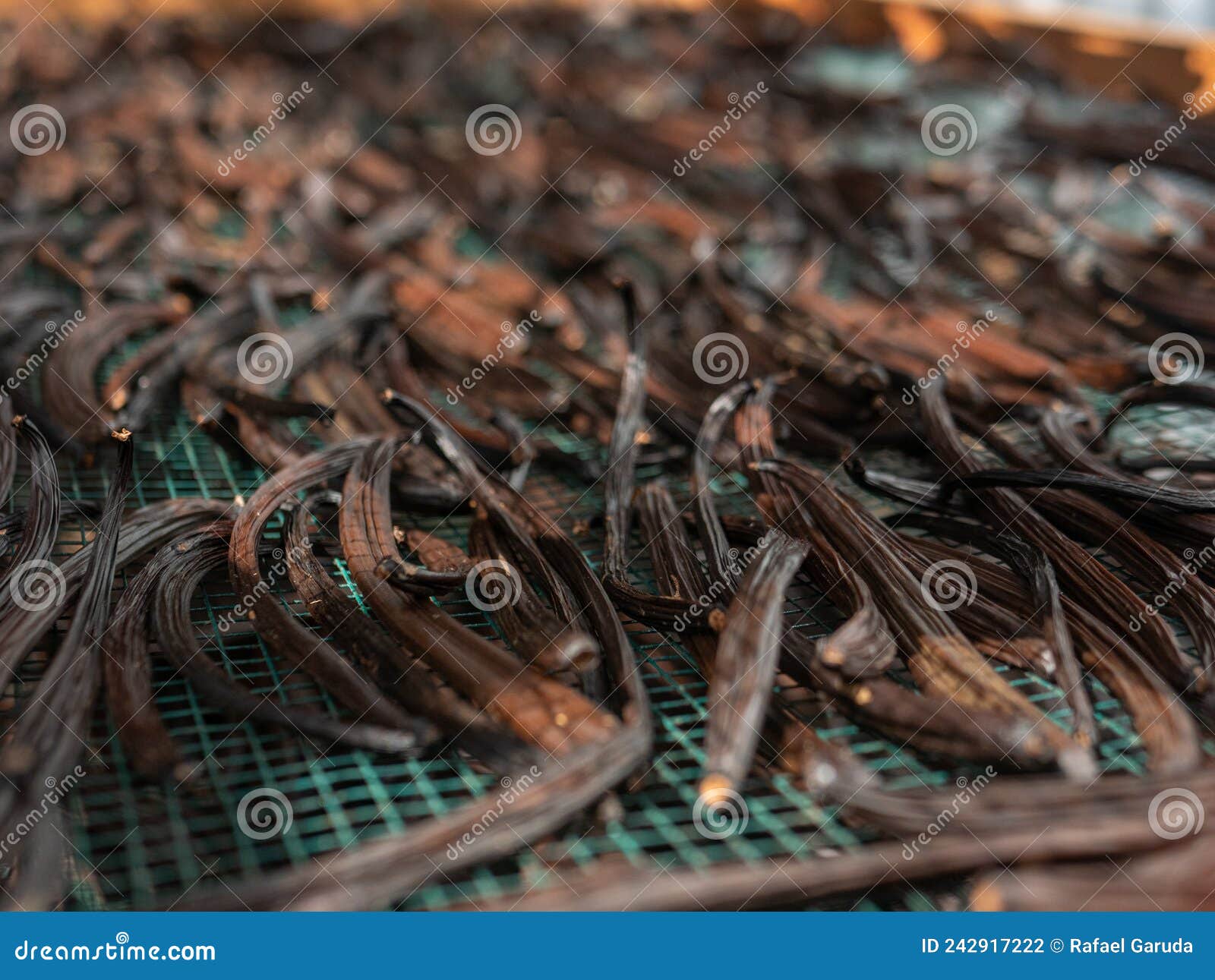 Vanilla Pod Curing Process in the Farm Stock Photo - Image of track ...