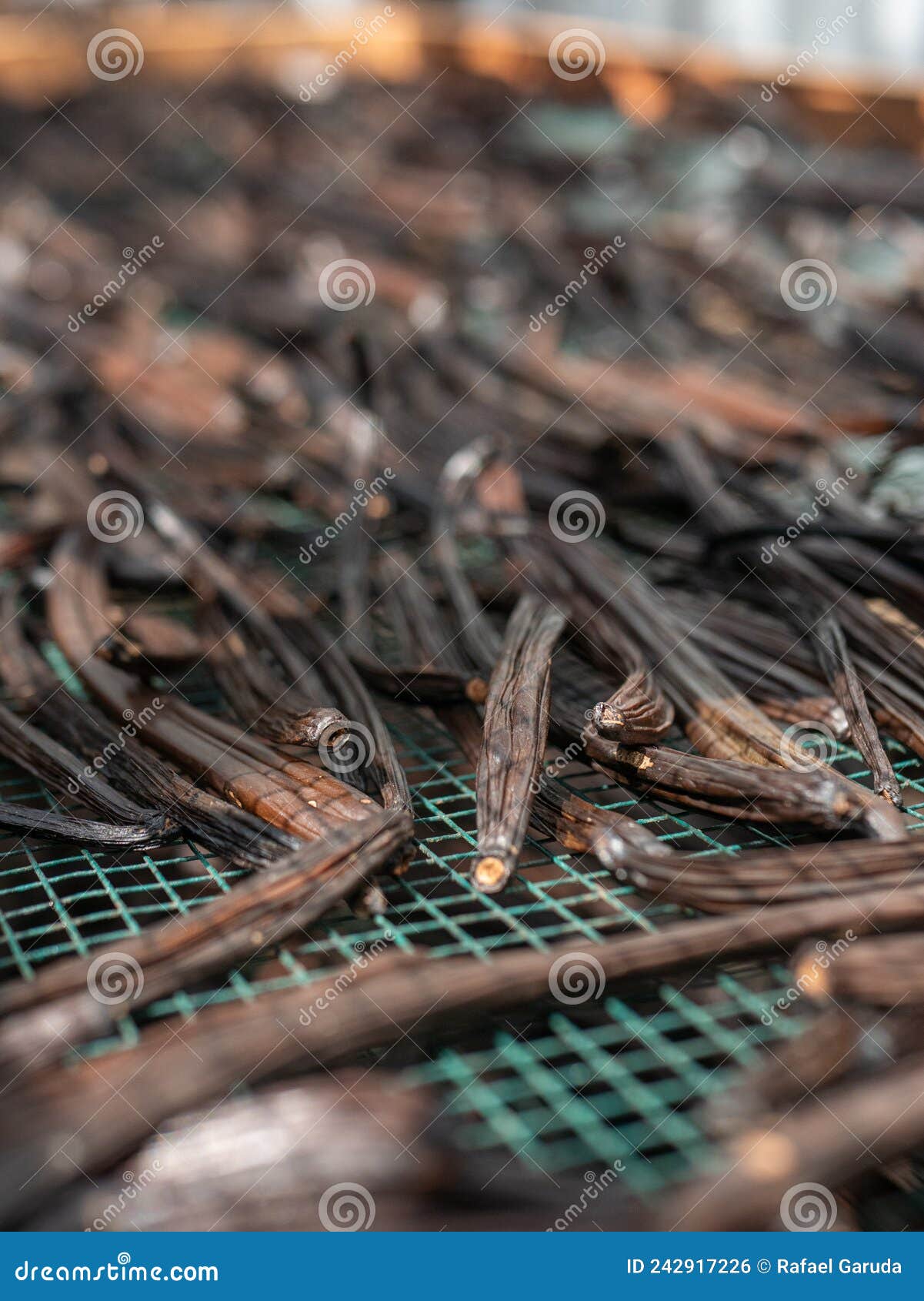 Vanilla Pod Curing Process in the Farm Stock Photo - Image of vanila ...