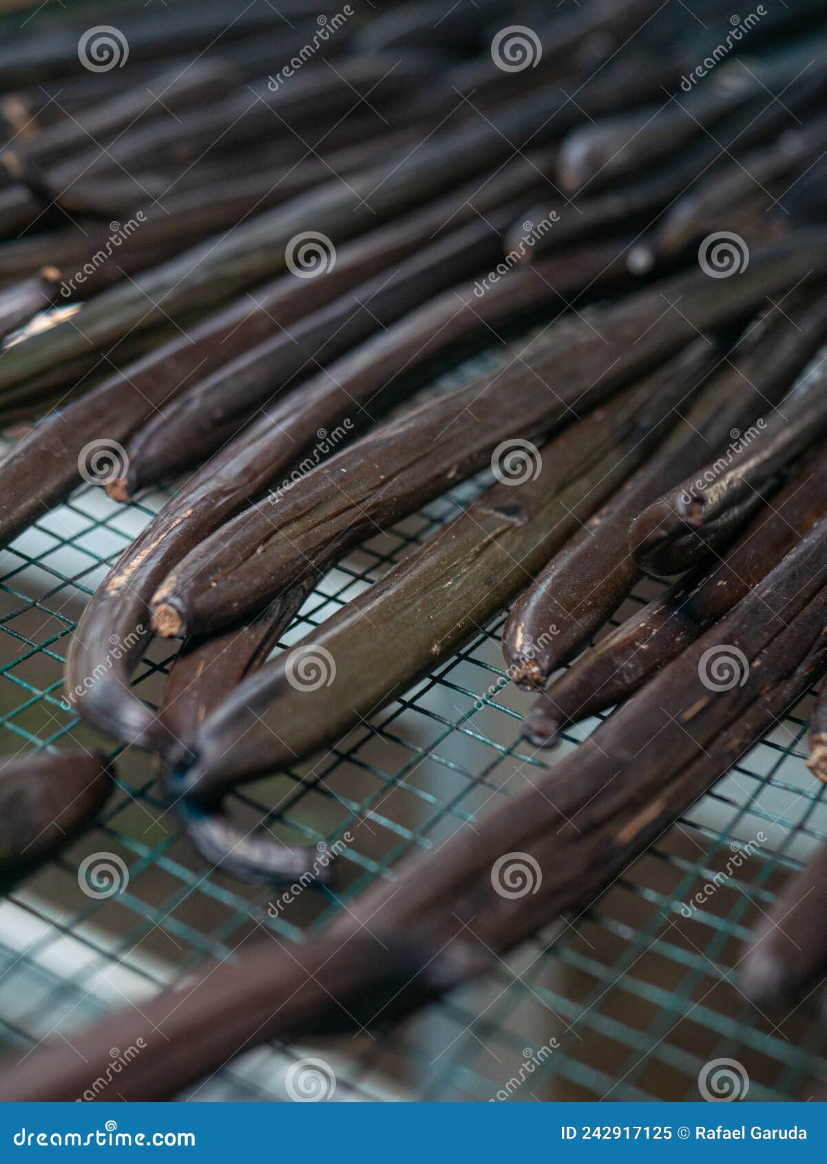 Vanilla Pod Curing Process in the Farm Stock Image - Image of floor ...
