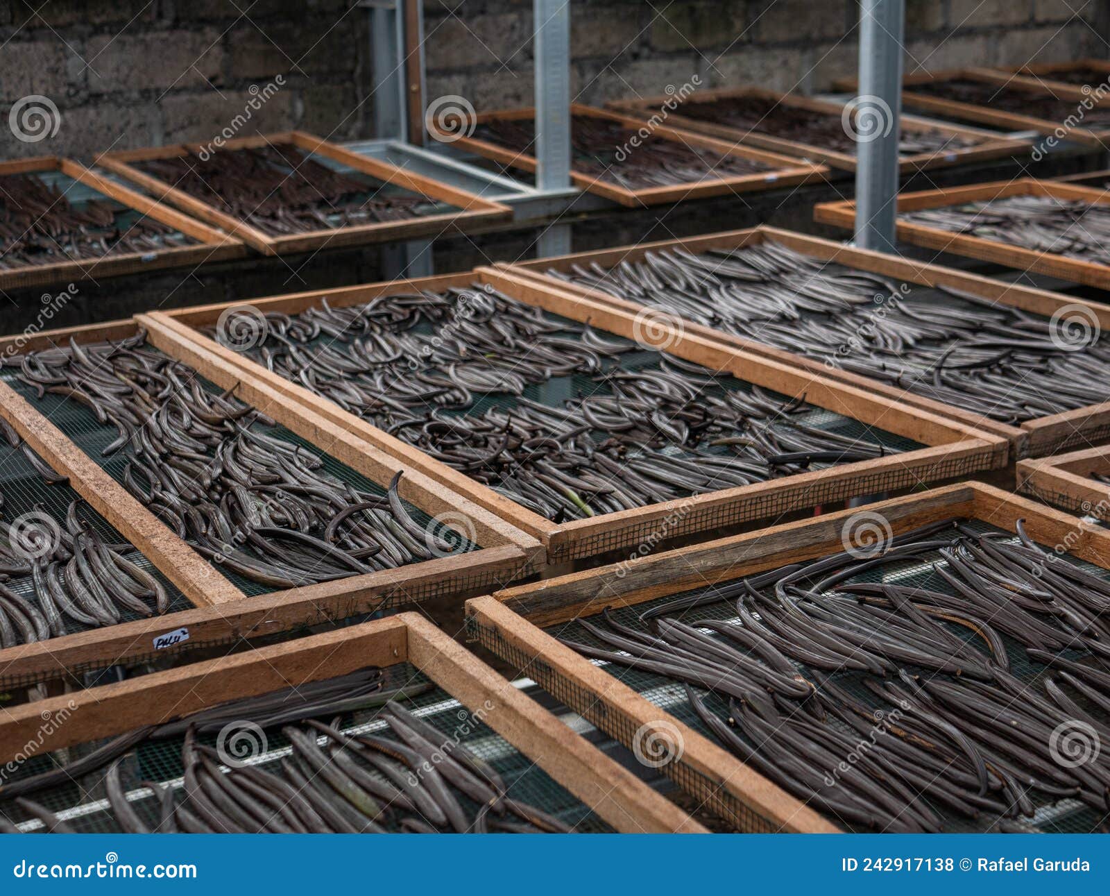 Vanilla Pod Curing Process in the Farm Stock Photo - Image of vanilla ...