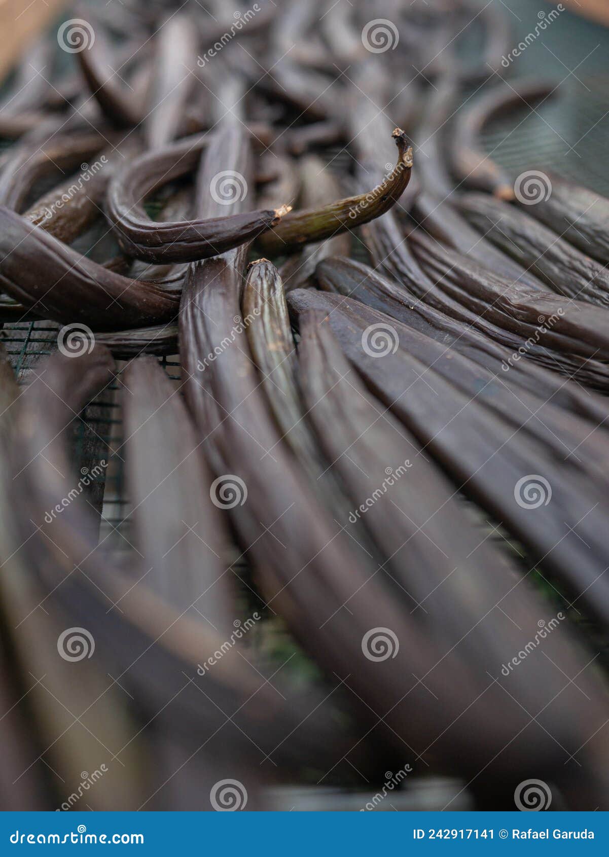 Vanilla Pod Curing Process in the Farm Stock Image - Image of bali ...