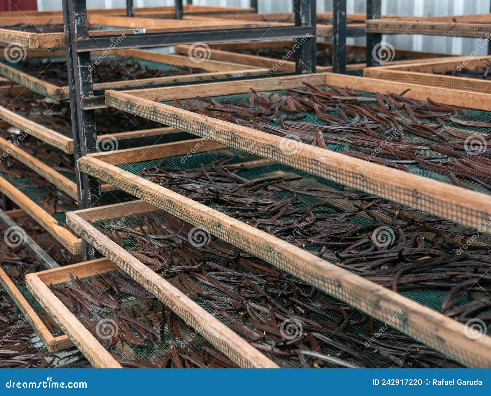 Vanilla Pod Curing Process in the Farm Stock Photo - Image of ...