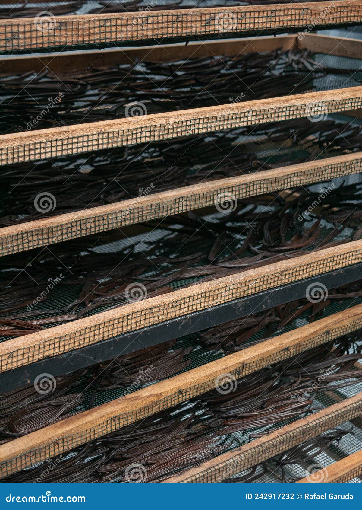 Vanilla Pod Curing Process in the Farm Stock Photo - Image of iron ...