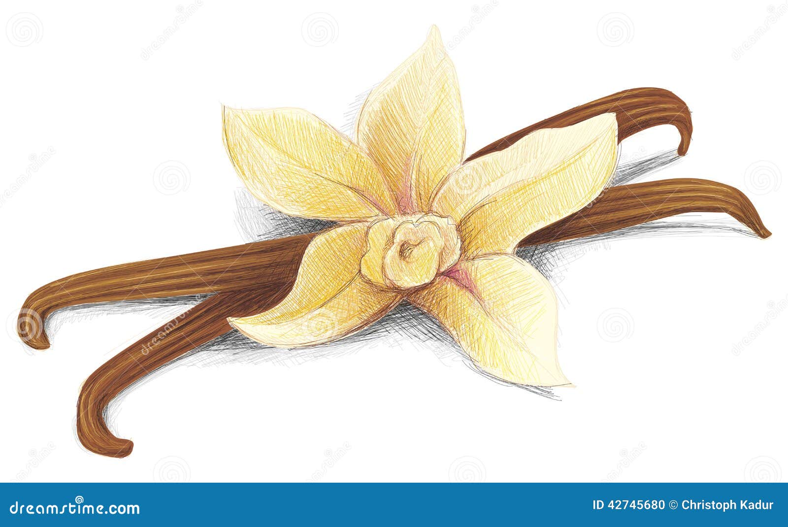 Vanilla Bean Drawing