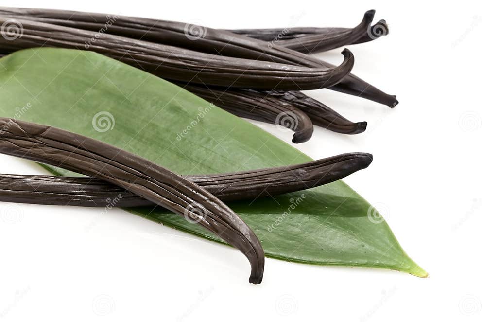 Vanilla pods stock image. Image of pods, nature, leaf - 13453077