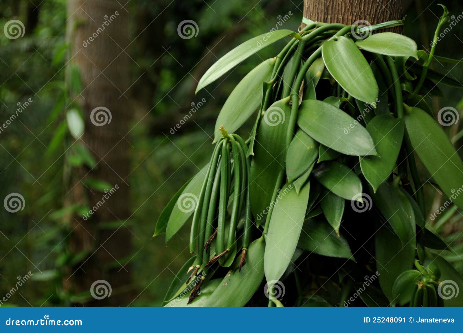 Vanilla pods stock image. Image of pods, spice, vanilla - 25248091