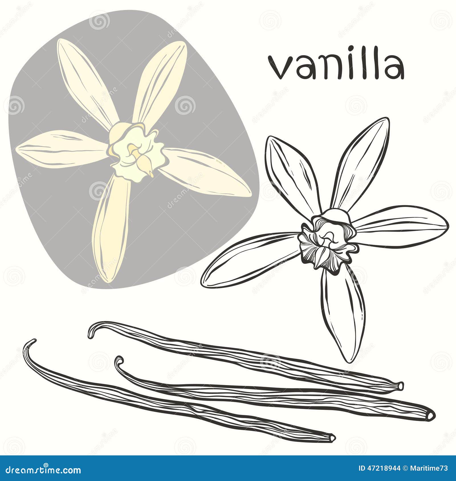 Vanilla Hand Draw Vintage Clip Art Isolated On White Background Cartoon ...