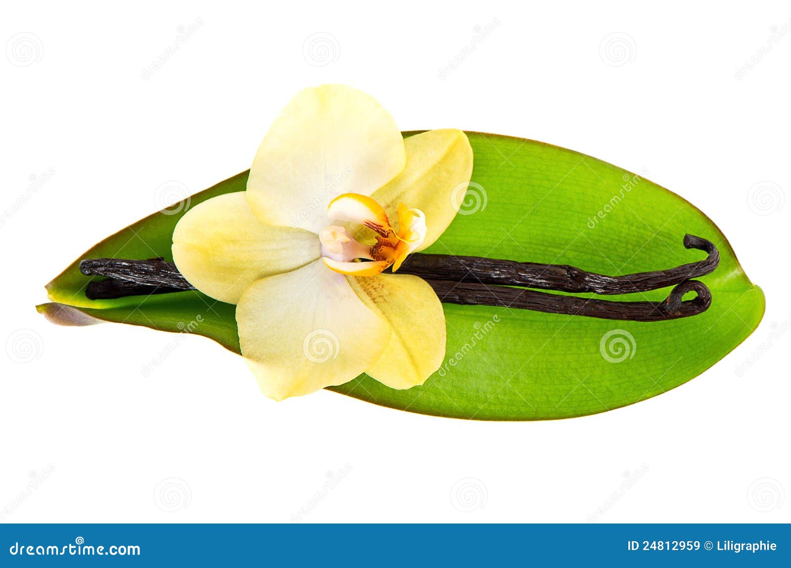 Vanilla Leaf Top View, Isolated On White Background With Clipping Path ...