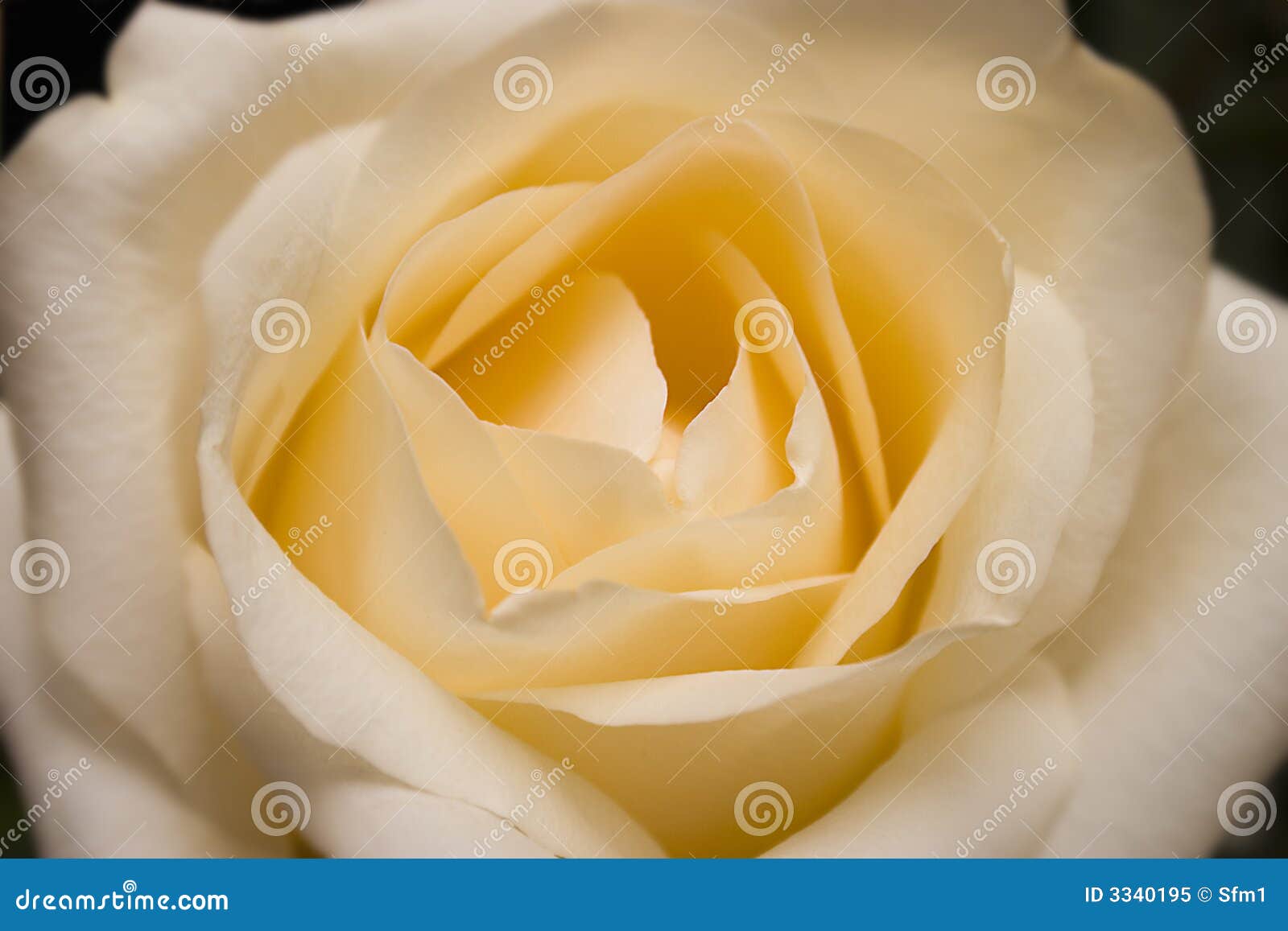 Home Décor Vanilla Rose Candles Container Candles etna.com.pe