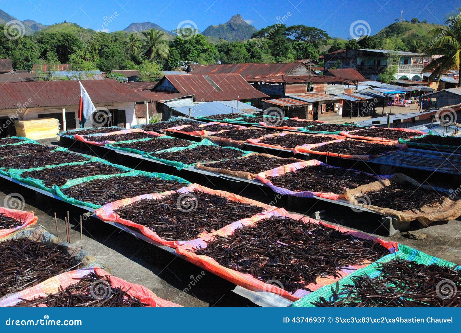 Vanilla in Sambava stock image. Image of black, madagascar - 43746937