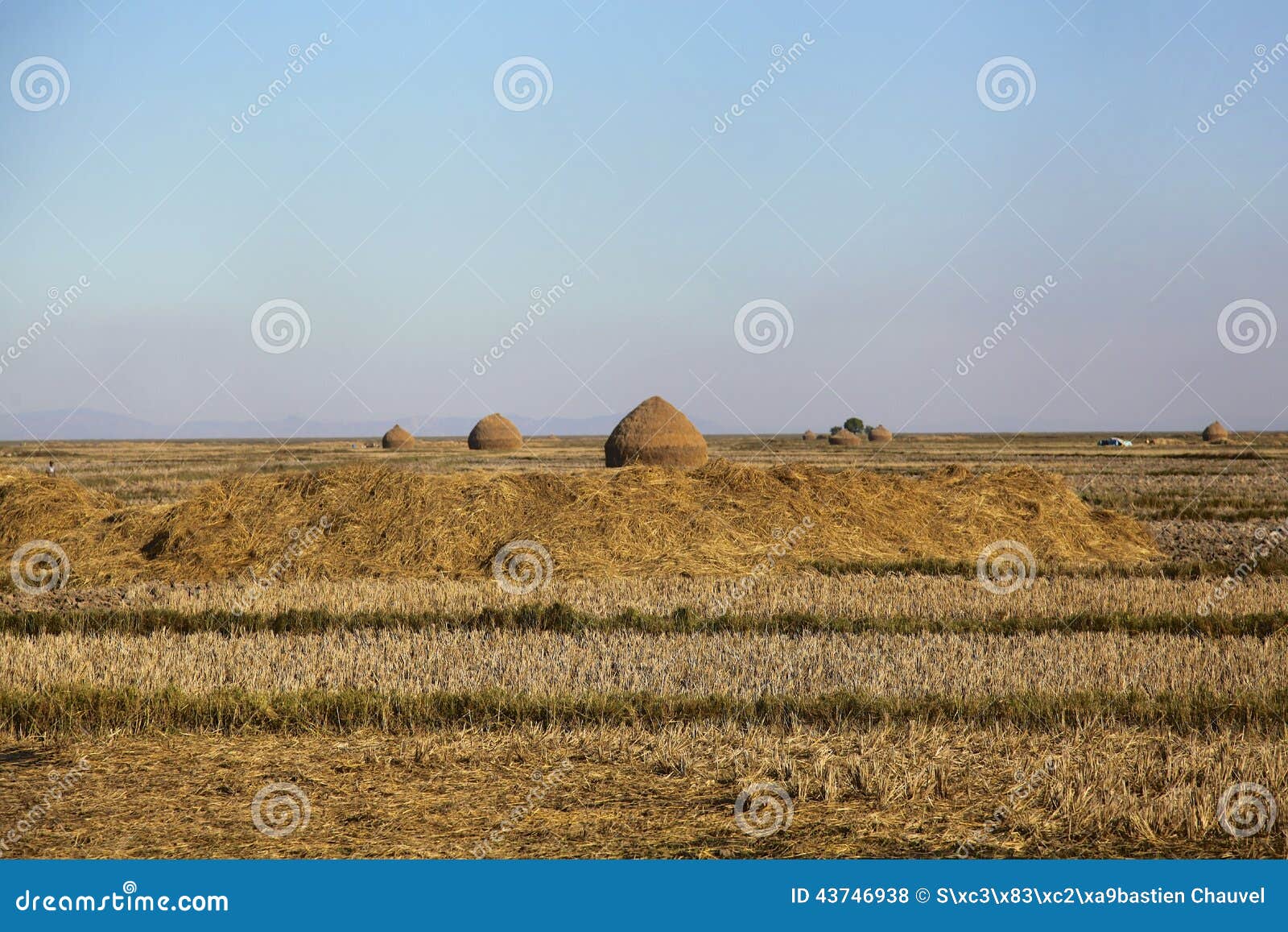 Vanilla in Sambava stock photo. Image of vanille, africa - 43746938