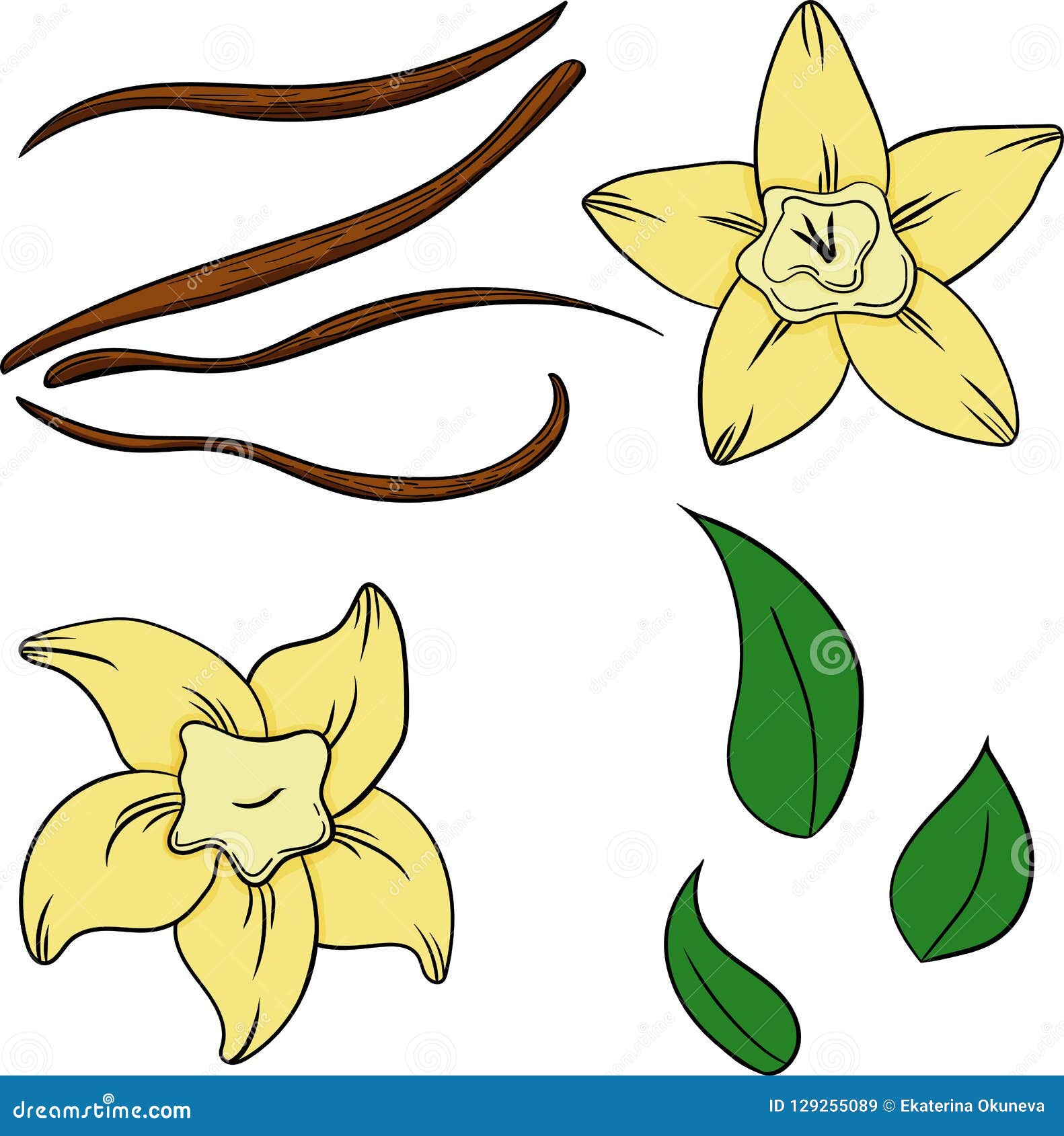 Vanilla set stock vector. Illustration of drawing, delicious - 129255089