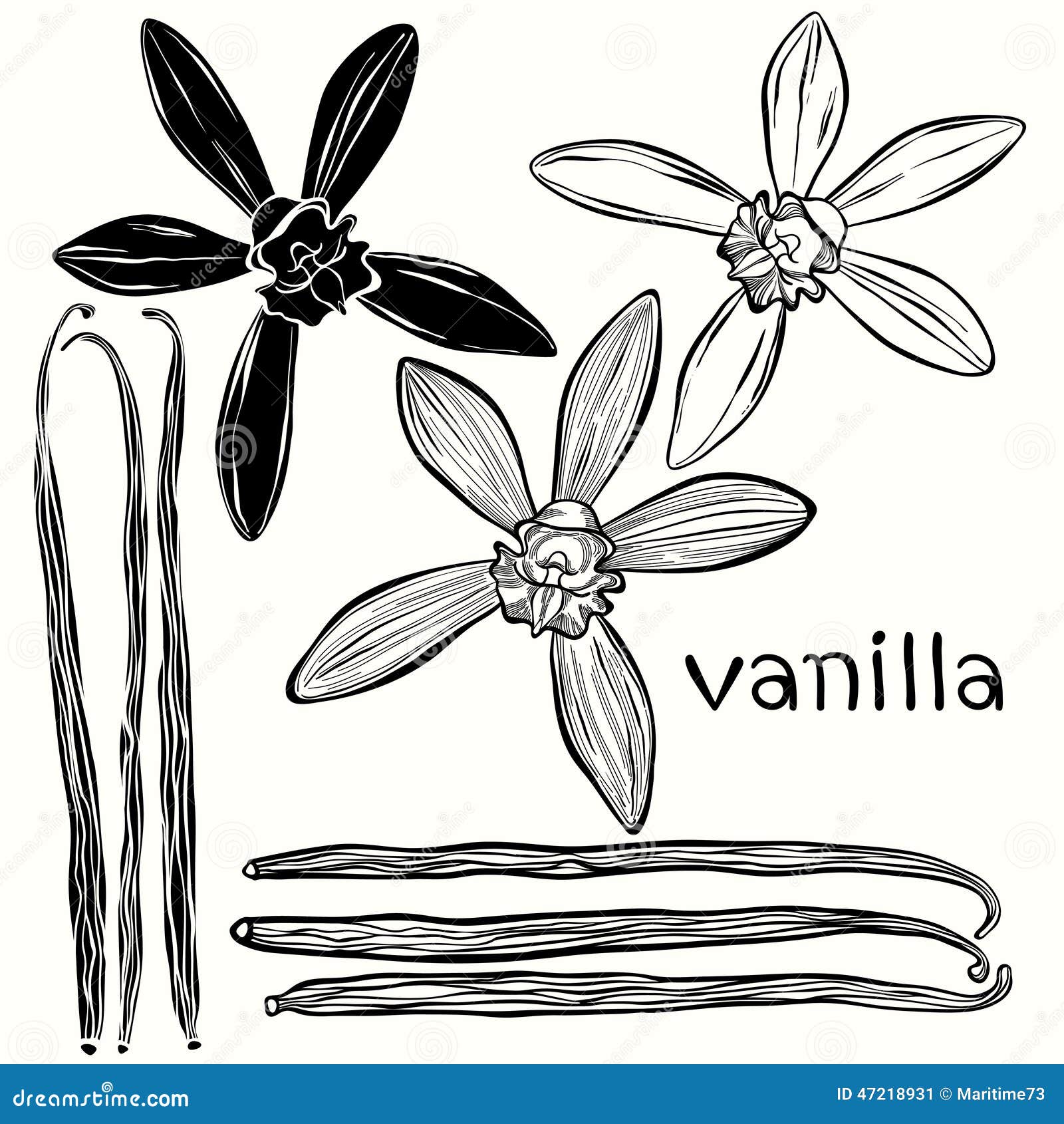 Vanilla Hand Draw Vintage Clip Art Isolated On White Background Cartoon ...