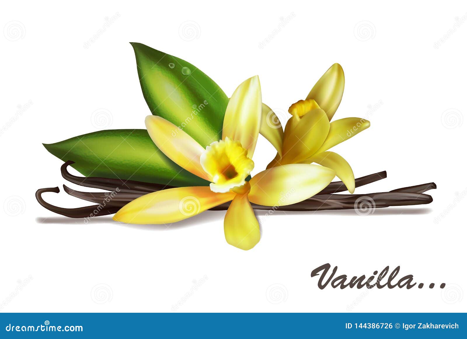 Vanilla Spice with Flower and Leaves. Stock Illustration - Illustration ...