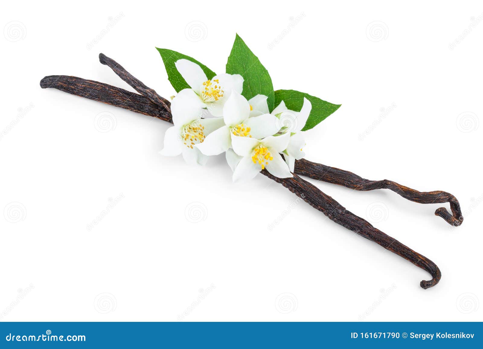 Vanilla Leaf Bottom View, Isolated On White Background With Clipping ...