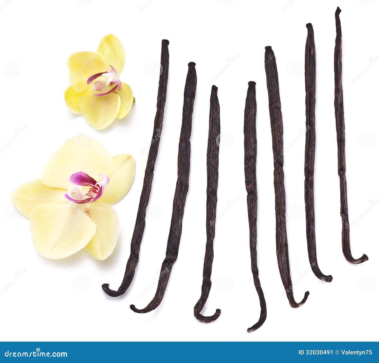 Vanilla Sticks with a Flower. Stock Image - Image of food, ingredient ...