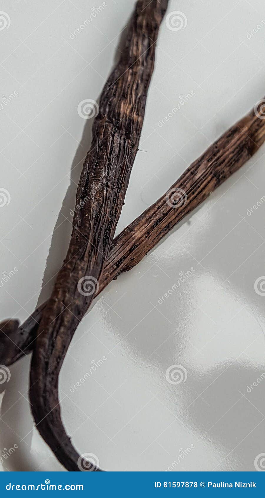 Vanilla sticks stock photo. Image of white, background - 81597878