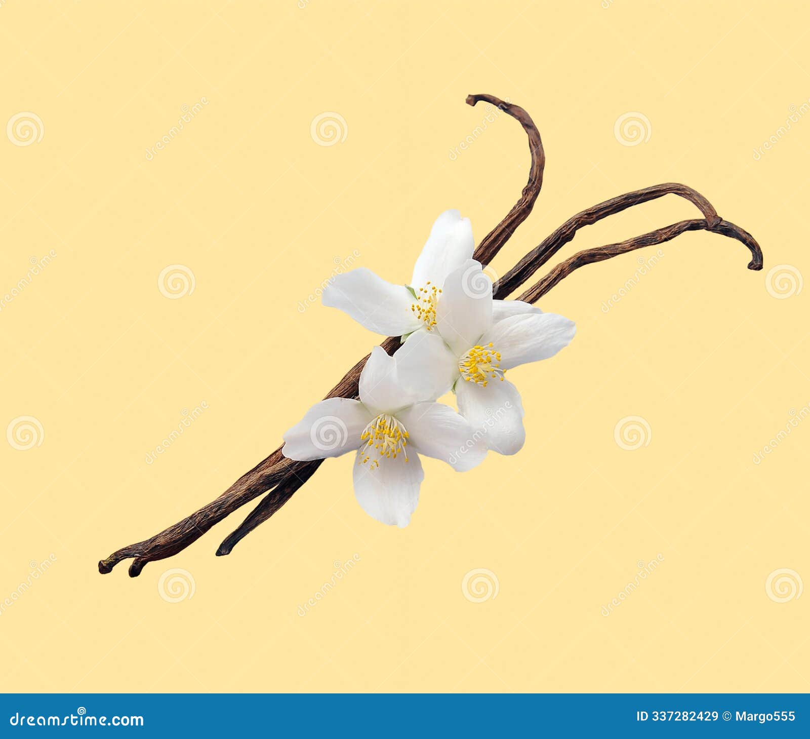 Vanilla Sticks with White Flower Stock Image - Image of summer, extract ...