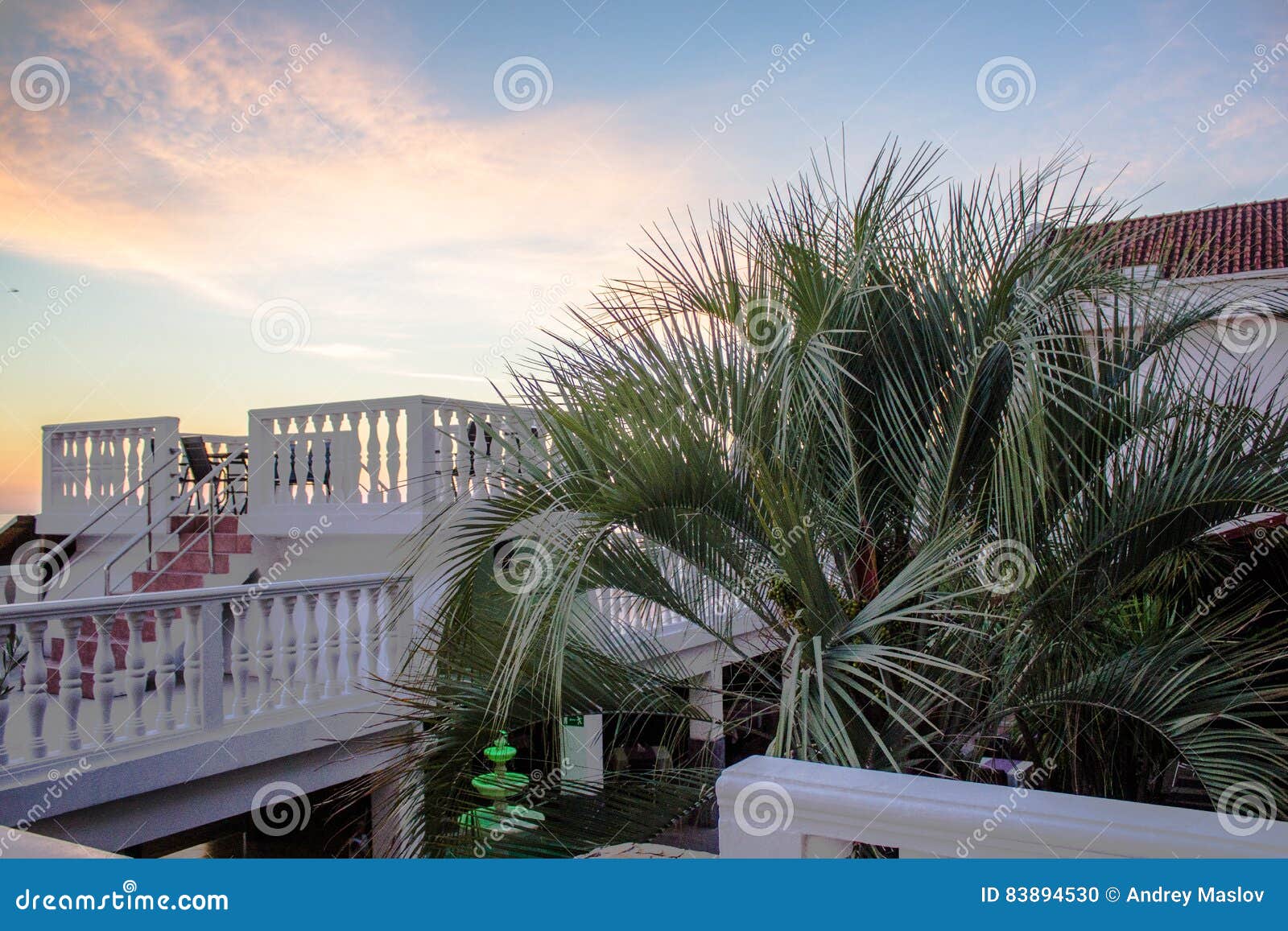 Vanilla sunset Palm stock photo. Image of background - 83894530