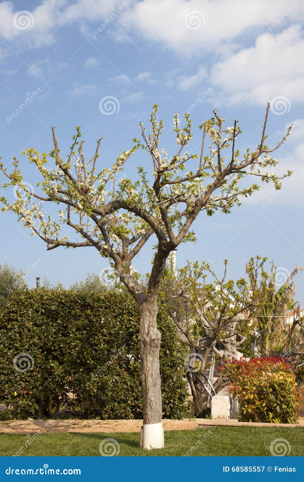 Vanilla tree stock image. Image of season, colorful, romantic - 68585557