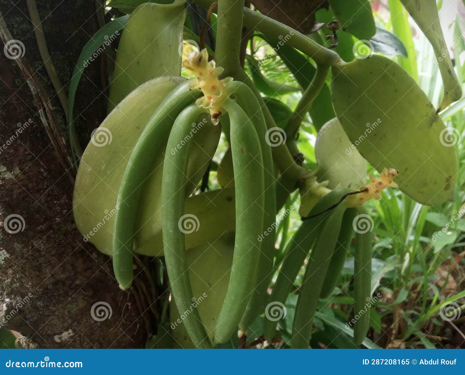 The Vanilla Tree in the Garden Bears Fruit Stock Image - Image of food ...